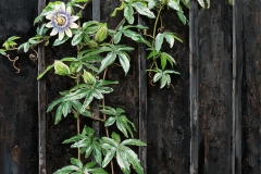 A few samples - Troels Kirk - Artist Painter